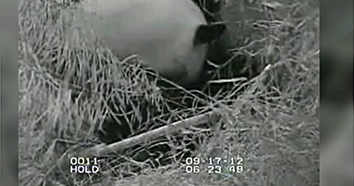 National Zoo: Baby panda death "devastating" - CBS News