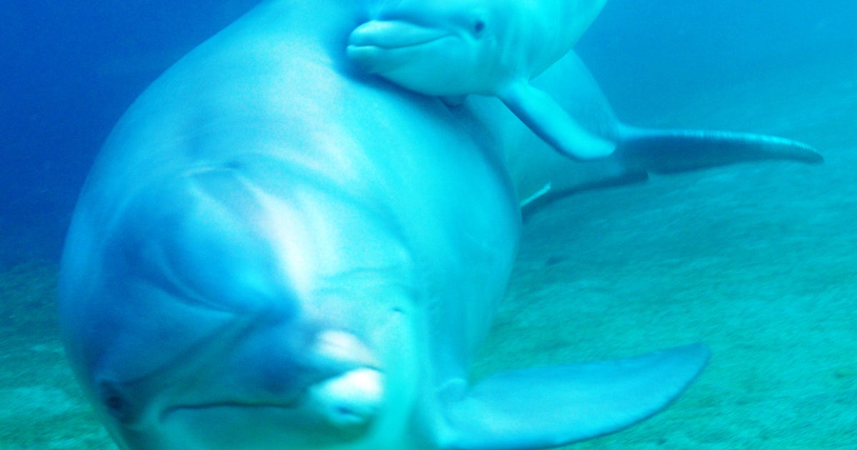 Caught on tape: dolphin's birth - CBS News