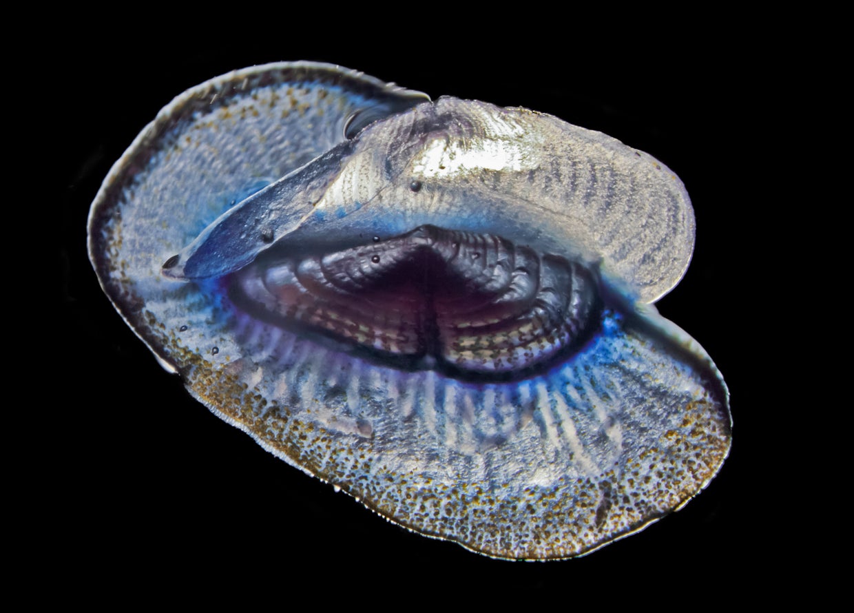 New species of plankton discovered