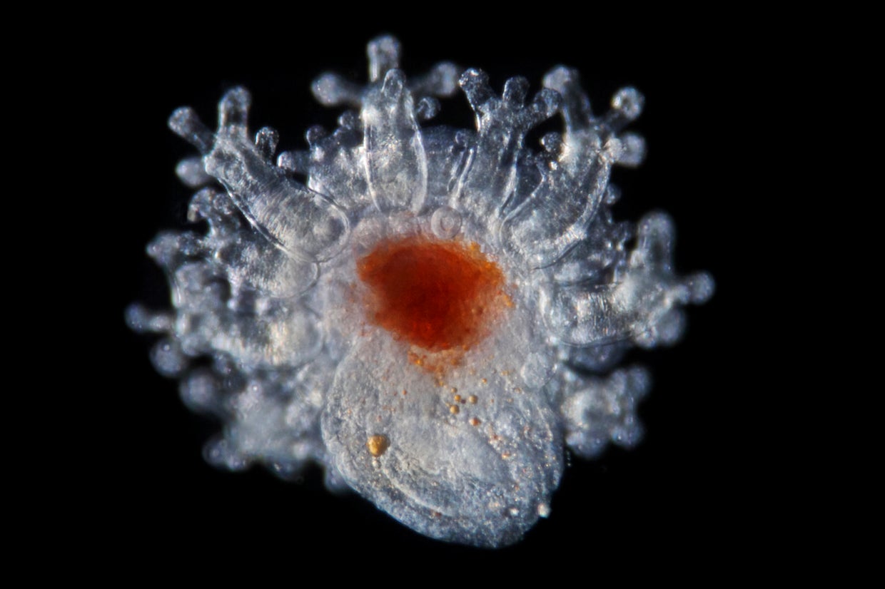 New species of plankton discovered