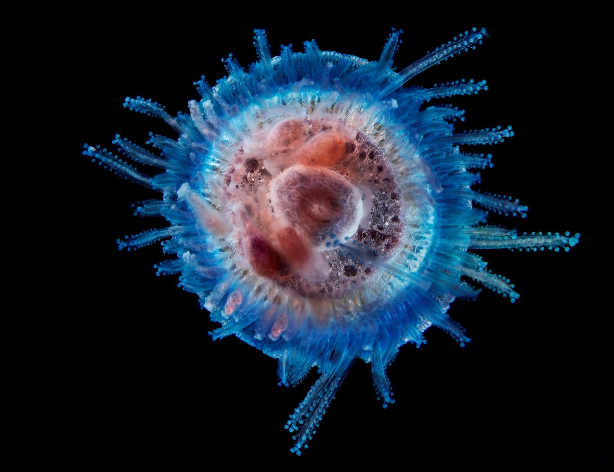 New species of plankton discovered