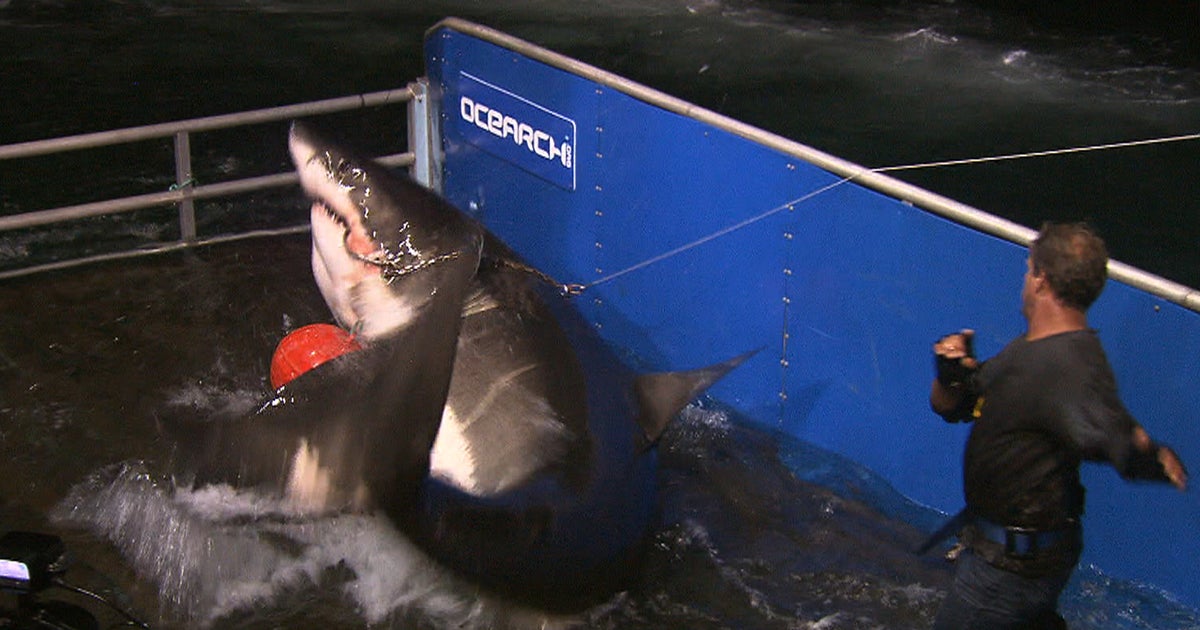 Shark group tags second great white shark - CBS News