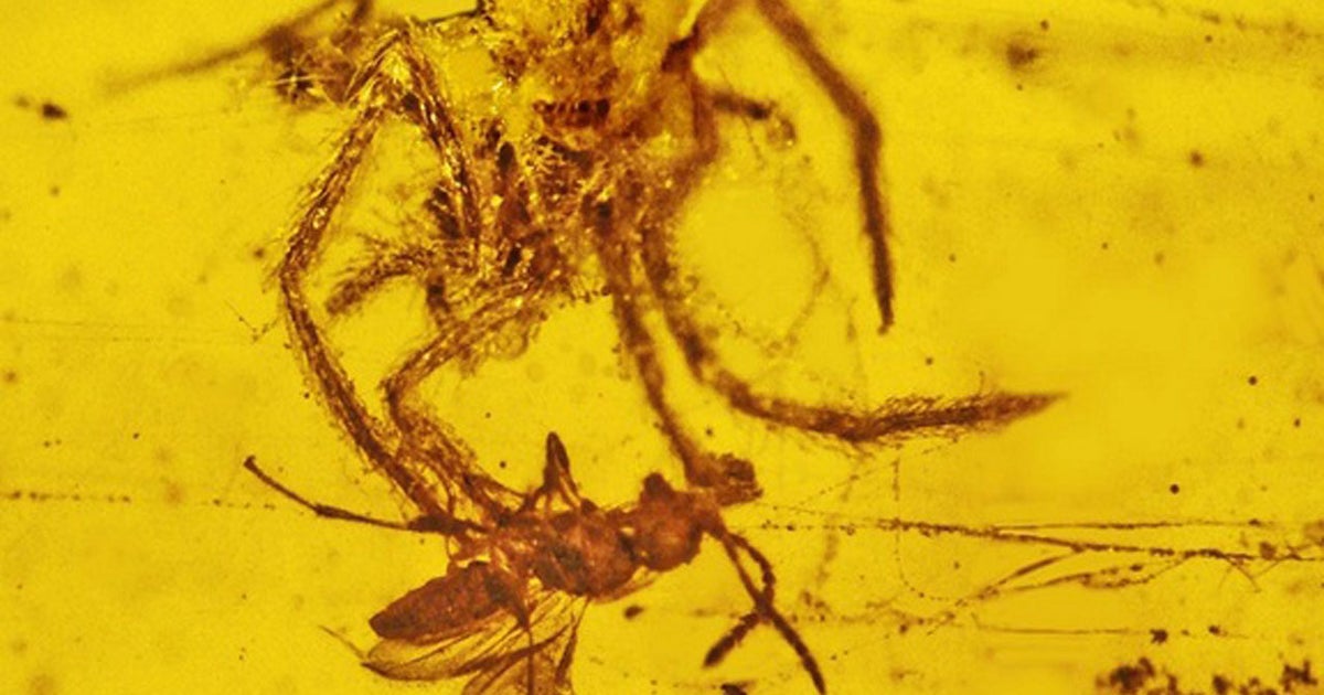 100-million-year-old spider attack caught in amber - CBS News