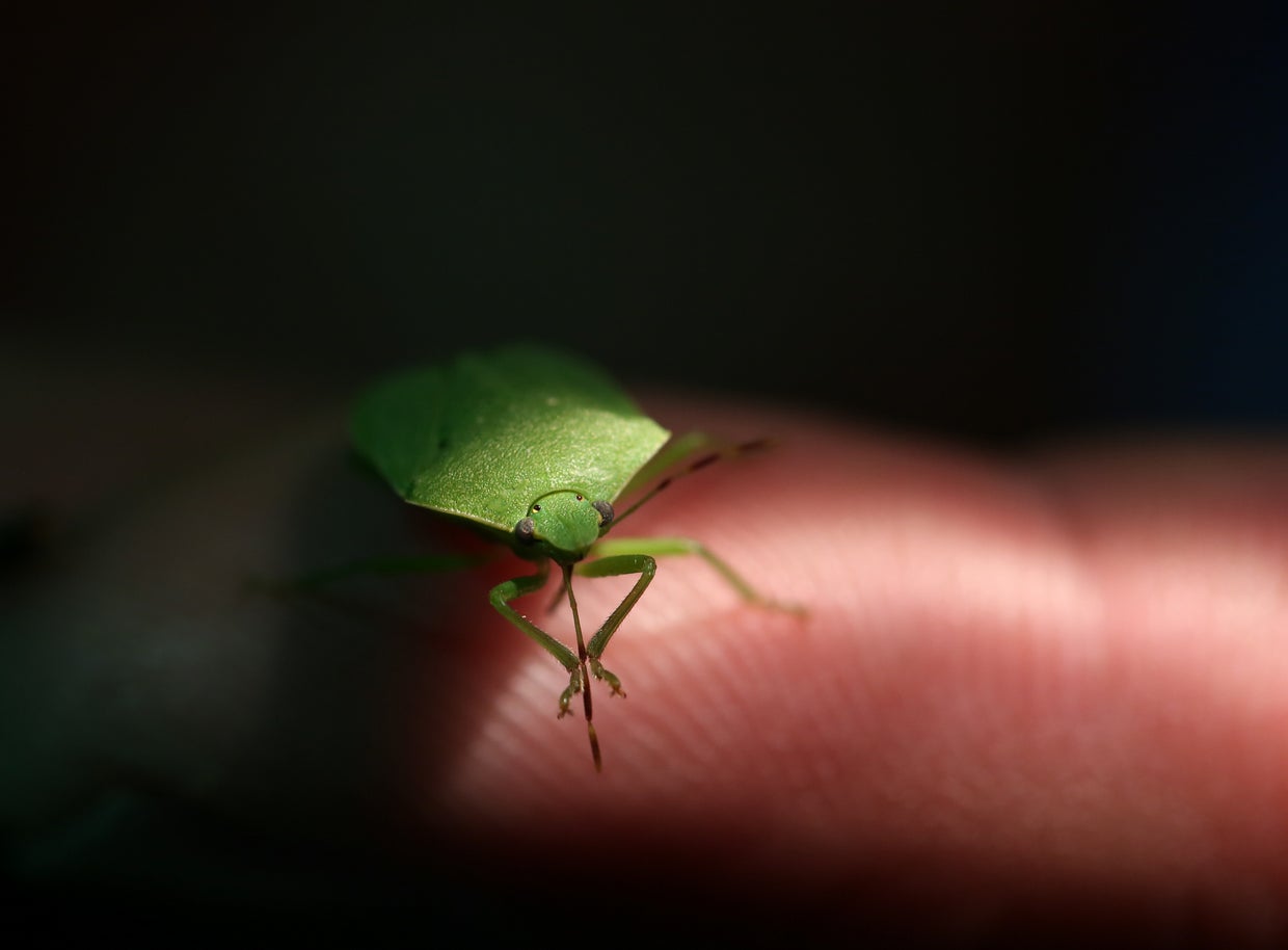 Bayou bug hunters