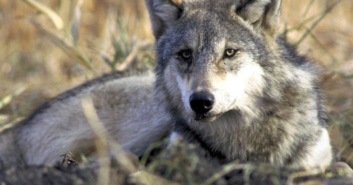Trump administration ends endangered species protections for wolves as ...