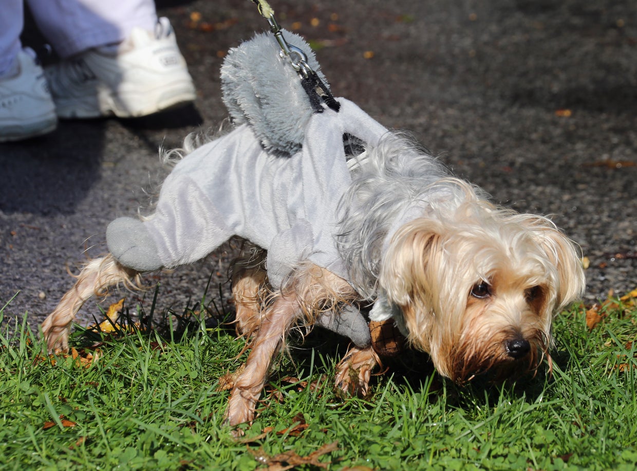 Spooky pets in Halloween costumes
