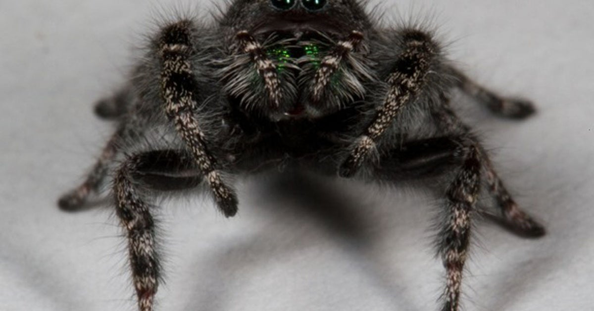 Why spiders have so many eyes - CBS News