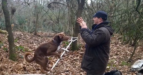 Watch a talented dog pull off a "slacklining" routine - CBS News