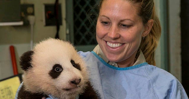 San Diego panda cub gets name: "Little Gift" - CBS News