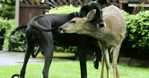 An unlikely friendship between a deer and a dog - CBS News