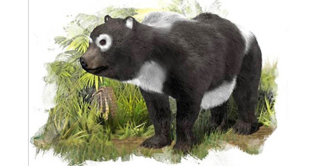 Oldest panda fossils found in surprising place - CBS News