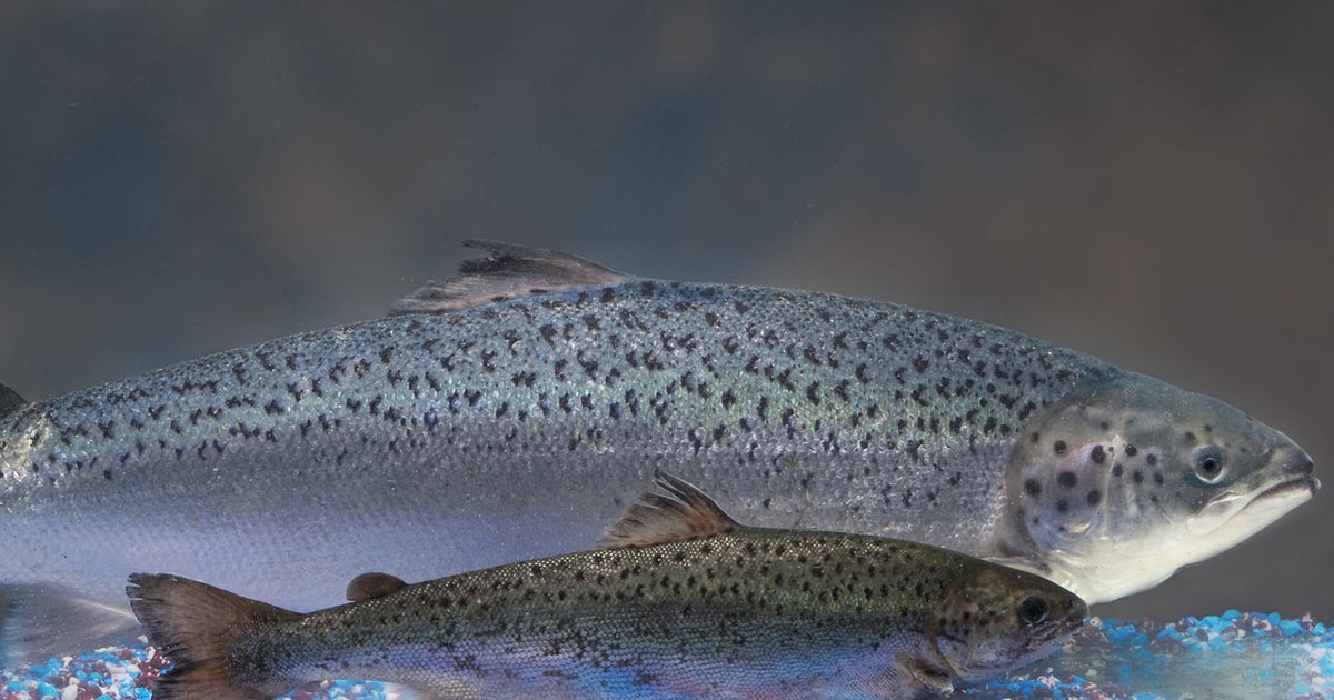 Future of genetically-modified salmon in doubt - CBS News