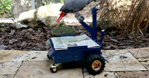 Watch this parrot ride around in tricked out buggy made for birds - CBS ...