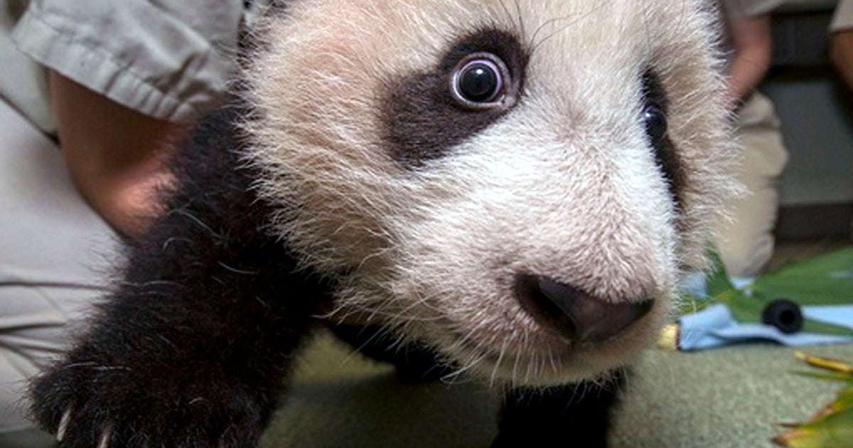 Panda cub hits "terrible toddler" stage - CBS News