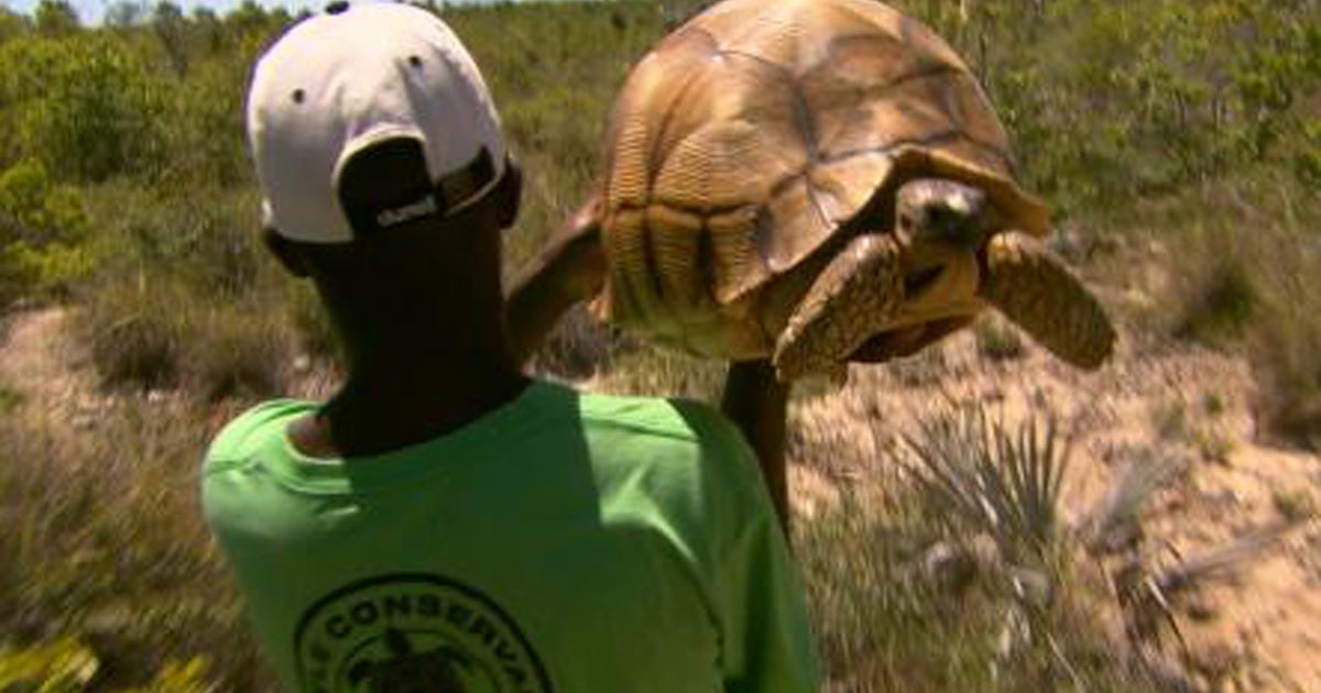 Tracking endangered tortoises - CBS News