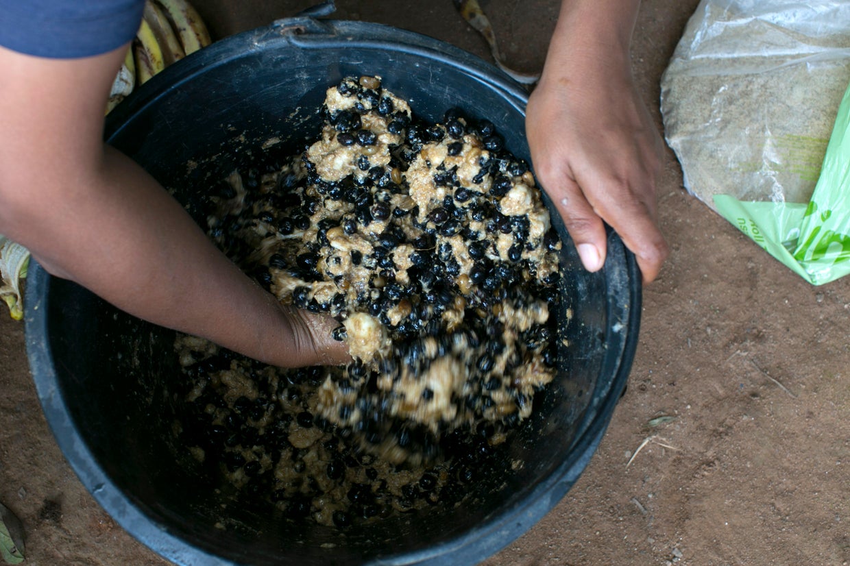 Pricey elephant poop coffee