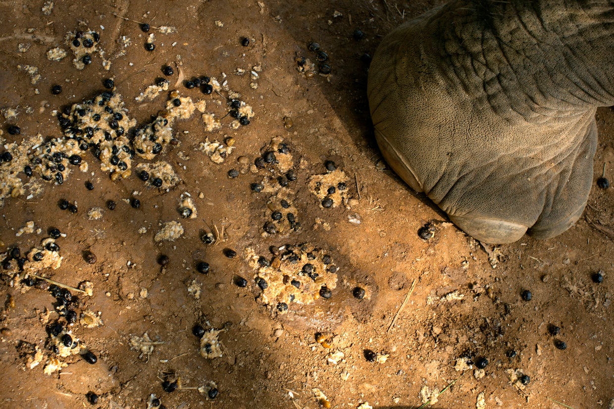 Pricey elephant poop coffee