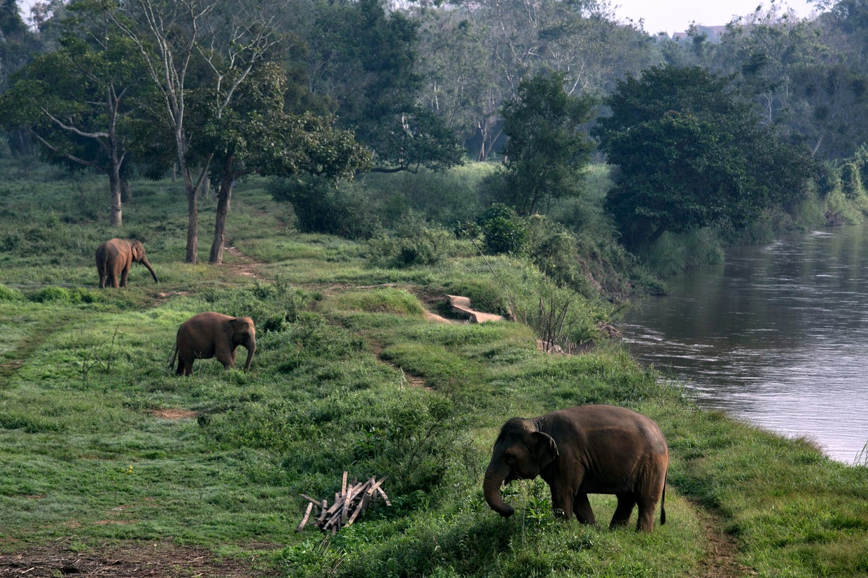 Pricey elephant poop coffee