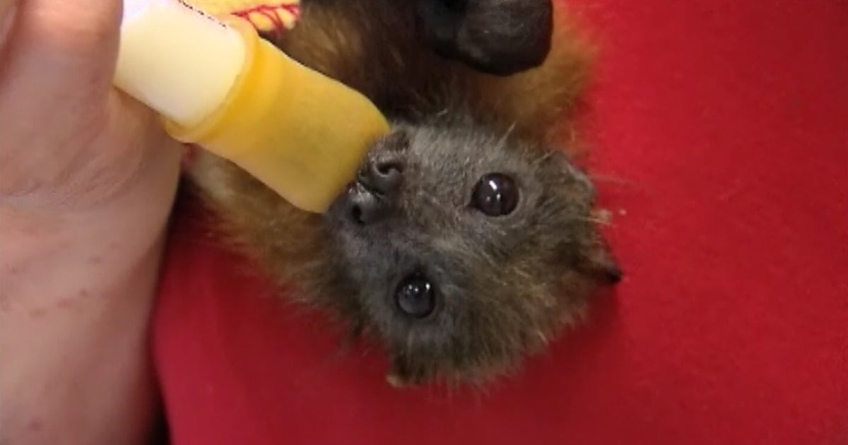Australian flying foxes plummet to ground during heatwave - CBS News