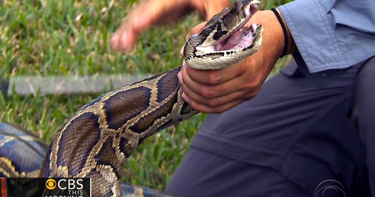 Python hunters: Inside their Everglades search - CBS News