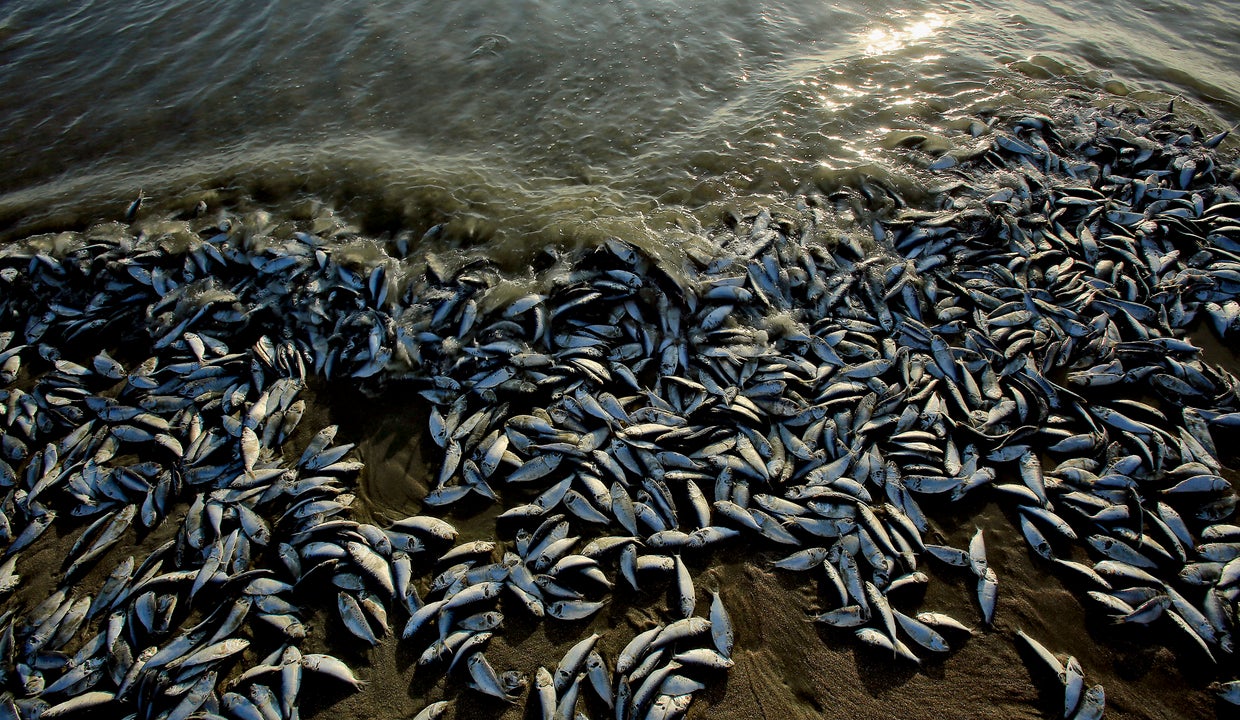 Thousands of dead fish wash ashore in S.C.