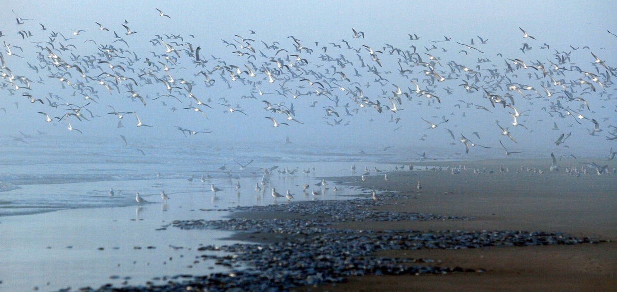 Thousands of dead fish wash ashore in S.C.
