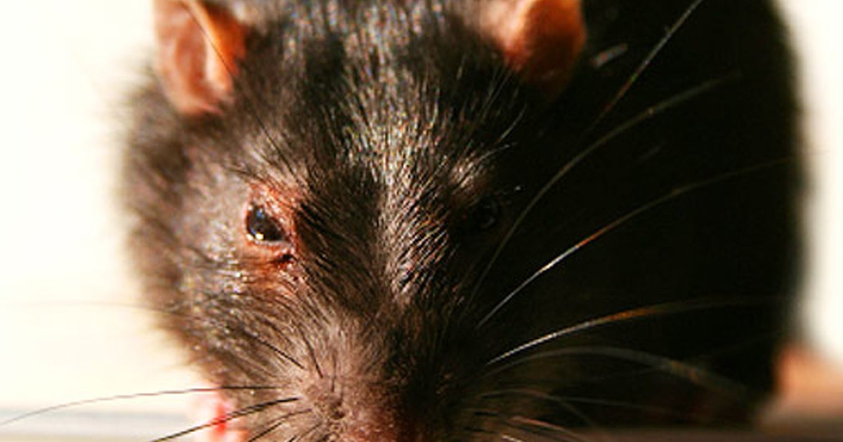 Mild winters leading to rat explosion in NE - CBS News