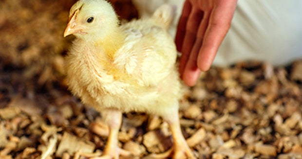 Shares of animal health company Zoetis soar in IPO - CBS News