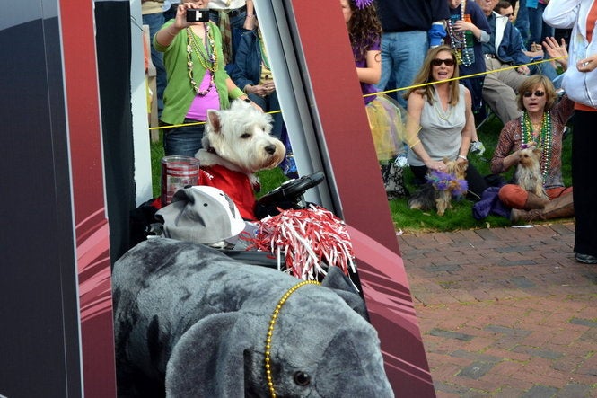 Mardi Gras dog parade