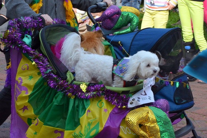 Mardi Gras dog parade