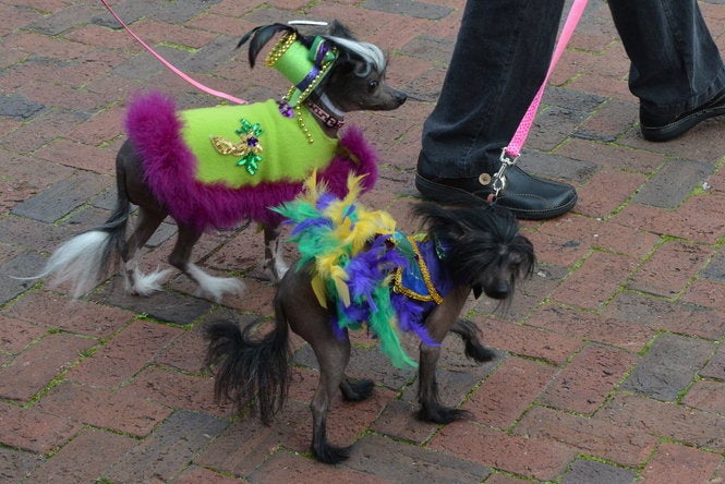 Mardi Gras dog parade