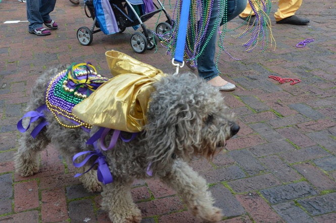 Mardi Gras dog parade