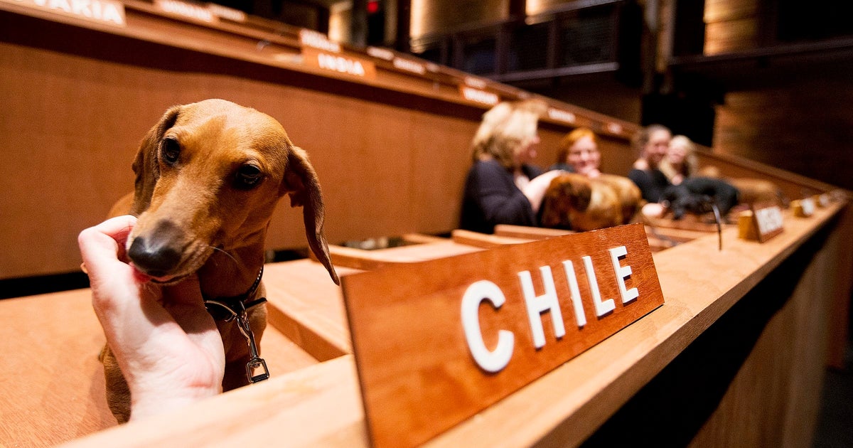 Dachshund United Nations
