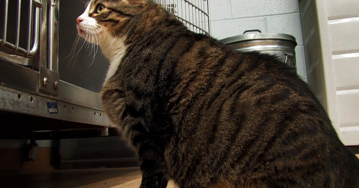 Tubby tabby finds home with couple, fellow fat cat - CBS News