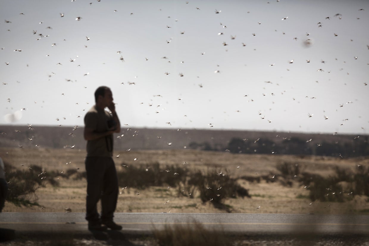 Locusts swarm the Middle East
