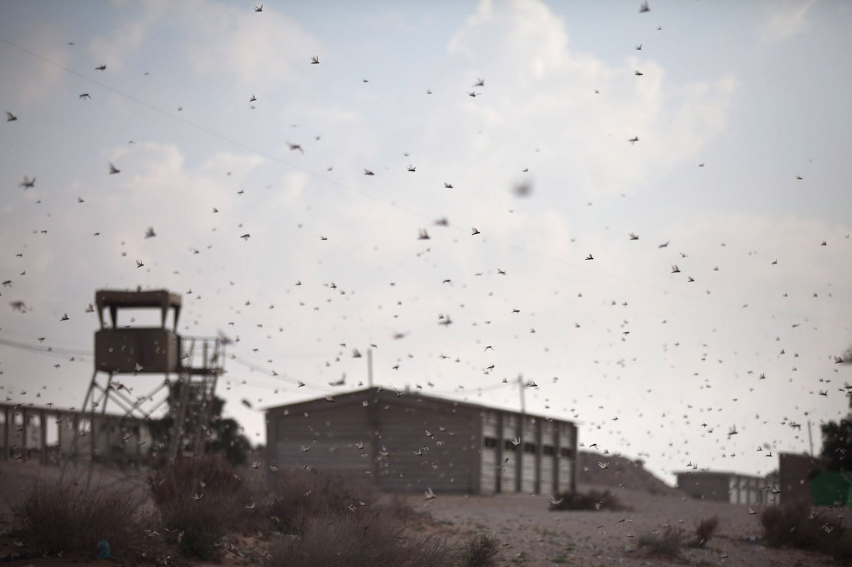 Locusts swarm the Middle East