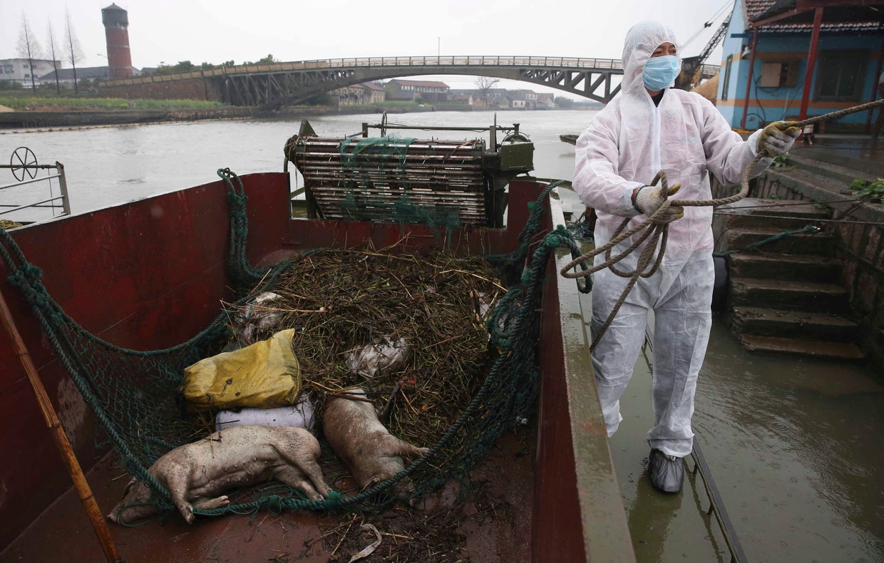 More than 6,600 dead pigs found in Shanghai river - CBS News