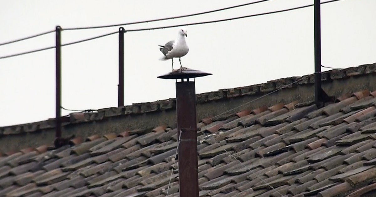 Pope Francis and a bird - CBS News