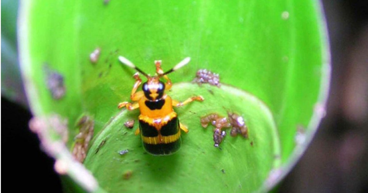 Researchers use DNA to explain plant-insect interactions - CBS News