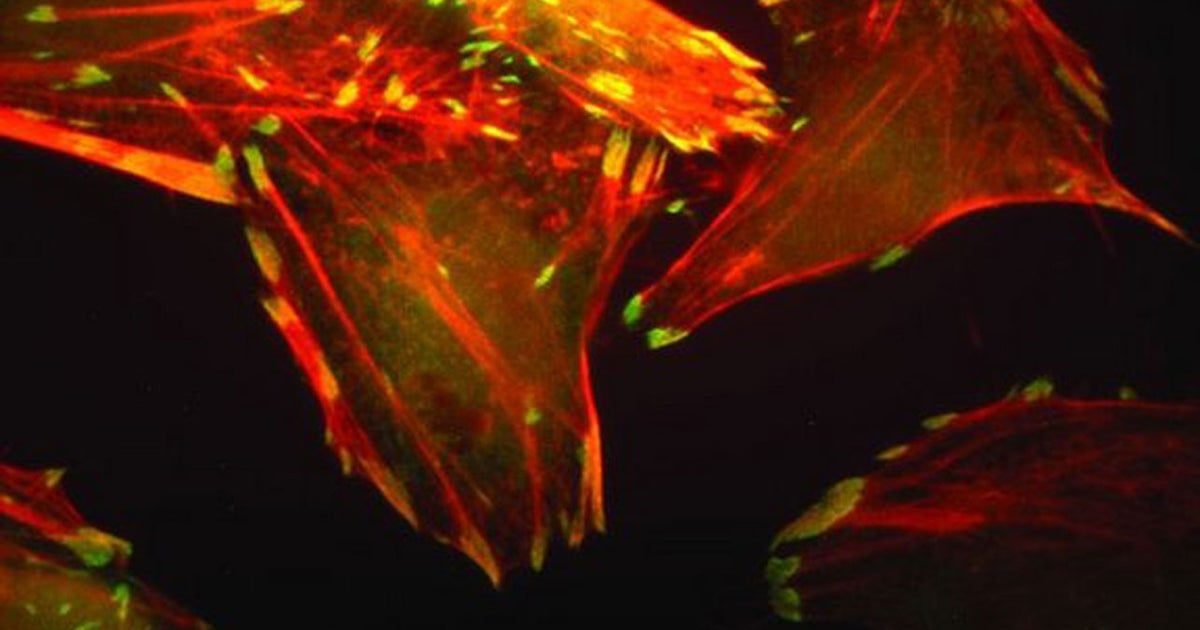 This is what human cells look like in space - CBS News