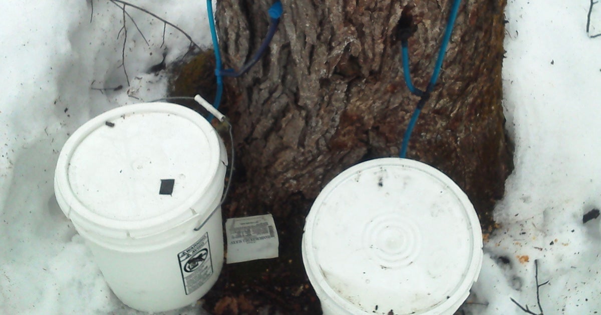 Sticky fingers: Maple sap theft on the rise in Maine - CBS News