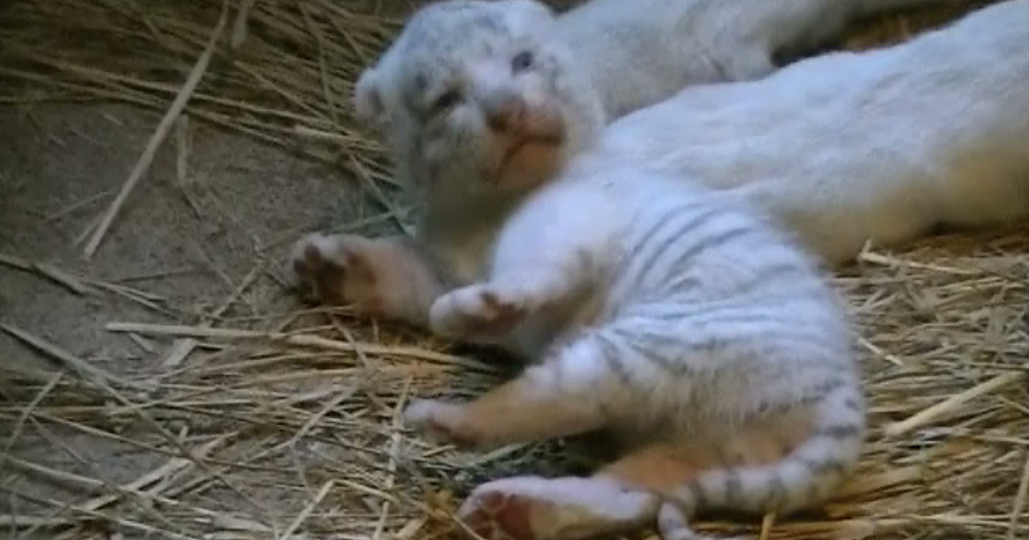 Adorable: Rare white tiger cubs born in Japan - CBS News