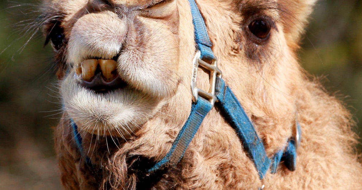 French president's camel made into stew - CBS News