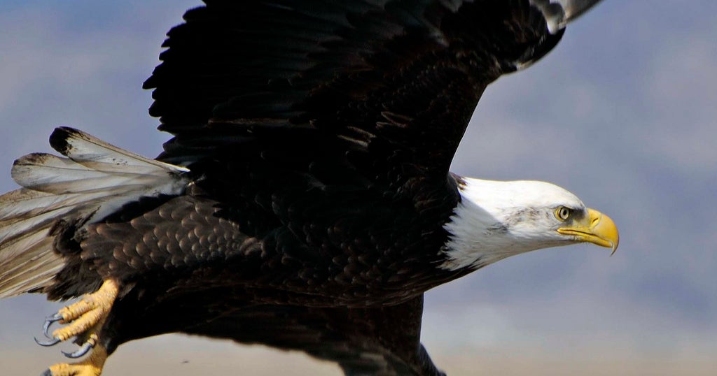 First bald eagle born in Pittsburgh in over 200 years - CBS News