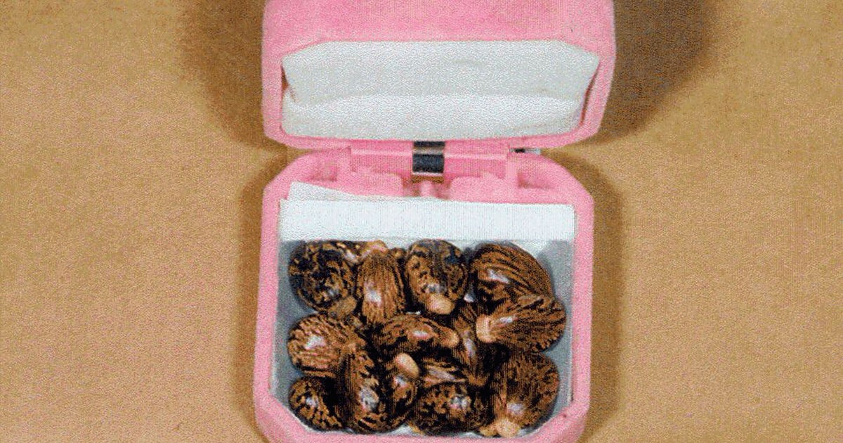 Ricin scare: What makes the substance so potentially deadly? - CBS News