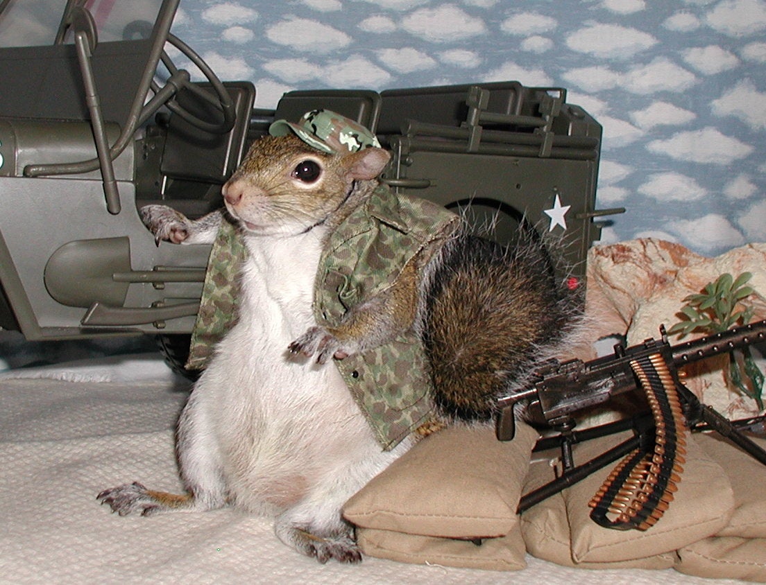 The most photographed squirrel in the world