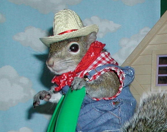 The most photographed squirrel in the world