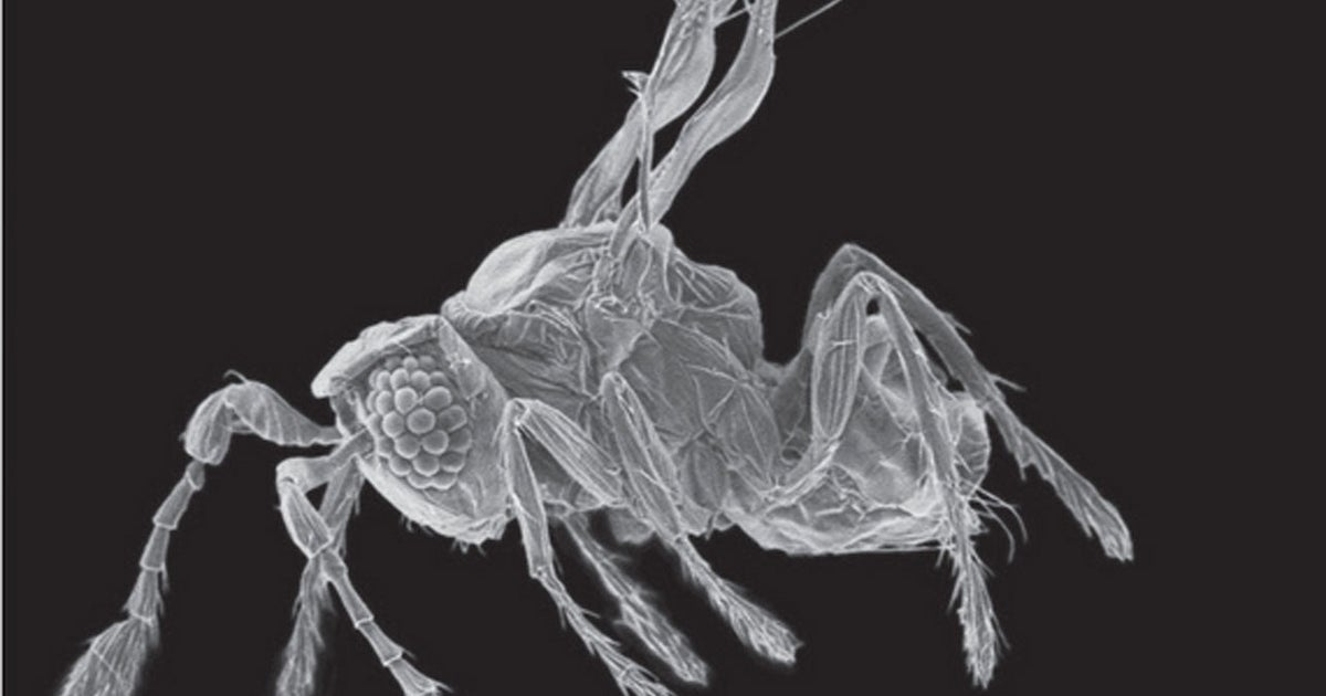 New fairy insect is mind-blowingly small - CBS News