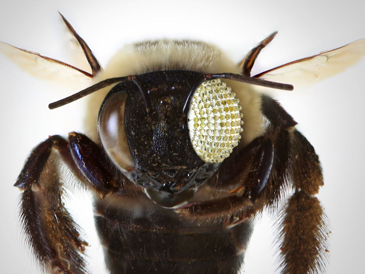 Bug's view inspires new camera lens