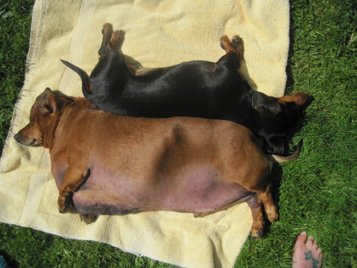 Obese dachshund's weight loss journey
